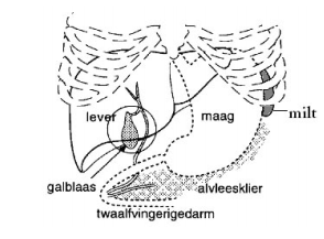 Ziekenhuis St Jansdal
